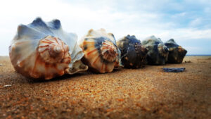 Whelks Versus Conchs: What's the Difference? | Happy Daze OBX Beach Rental